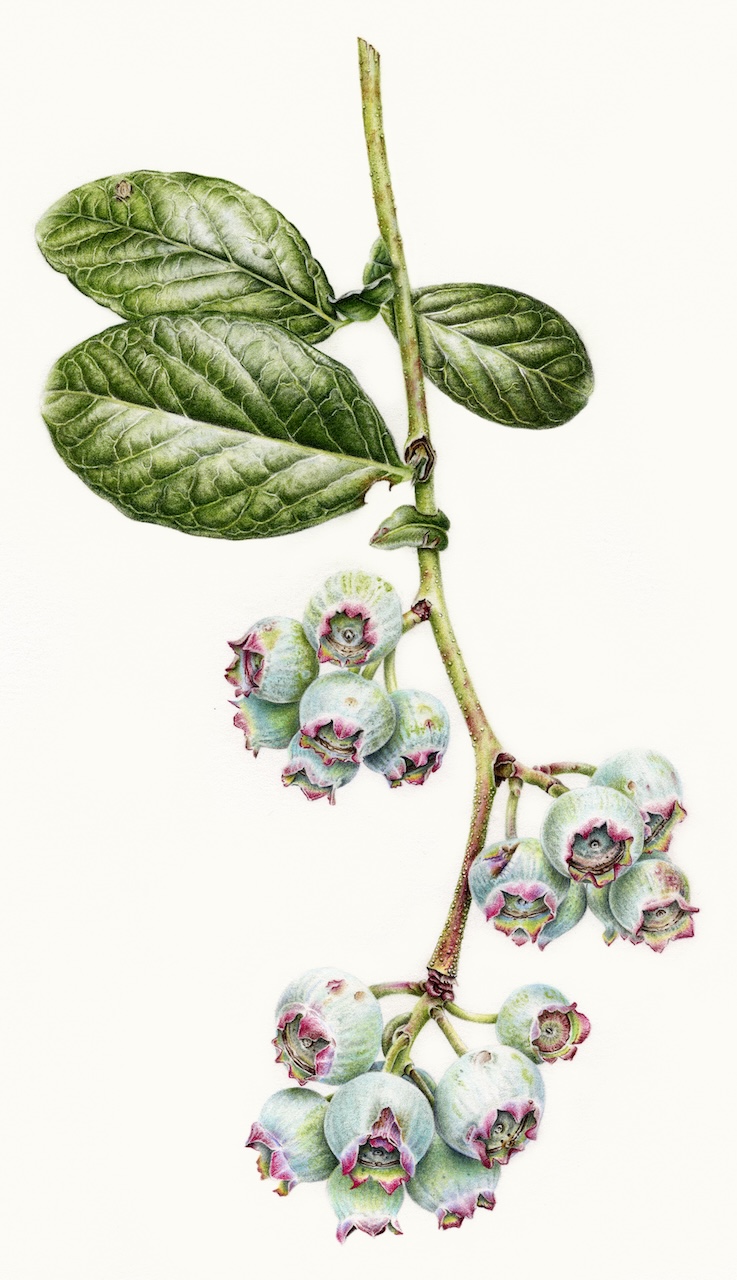 Immature Blueberries | Emma Tildesley